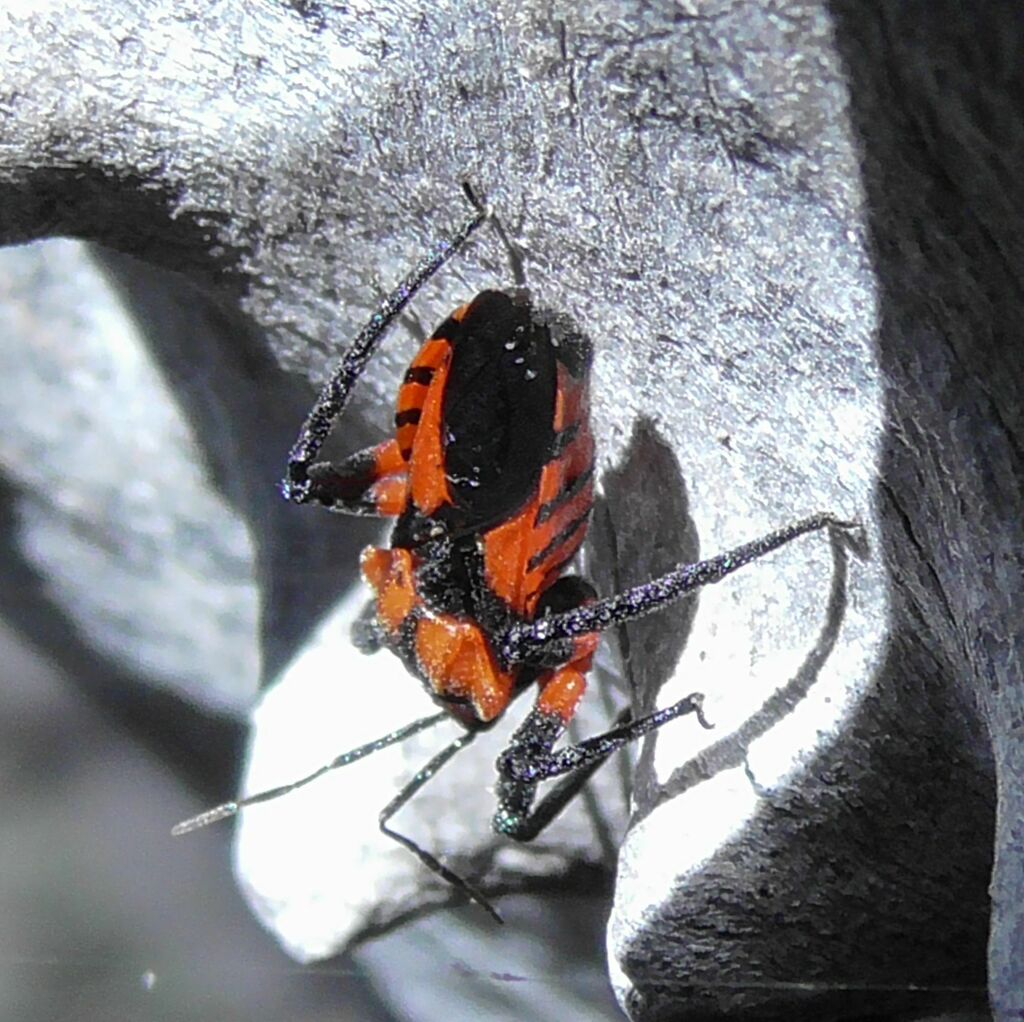 Termite Assassin Bug from Watsonville QLD 4887, Australia on July 28 ...