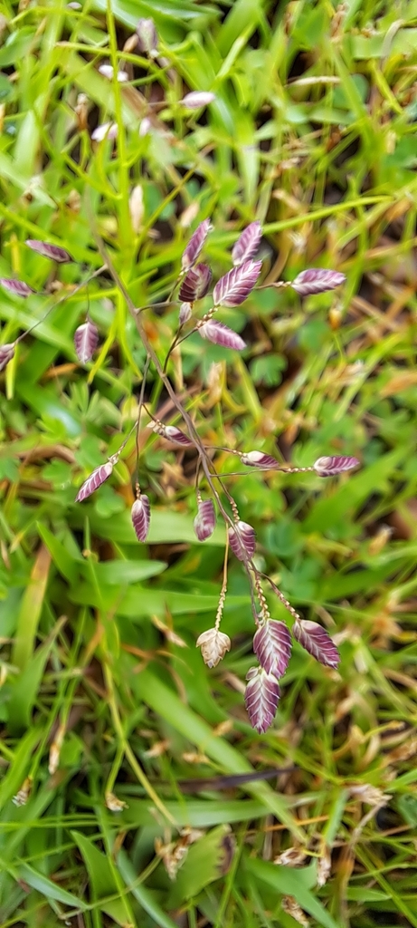 Chinese lovegrass from JXHG+GJ Bird park, Kidoor, Kerala 671321, India ...