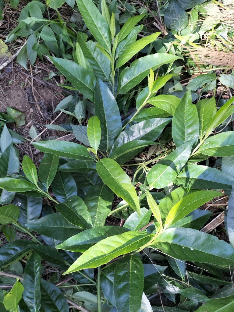 blue quandong from Upper Orara NSW 2450, Australia on July 27, 2023 at ...