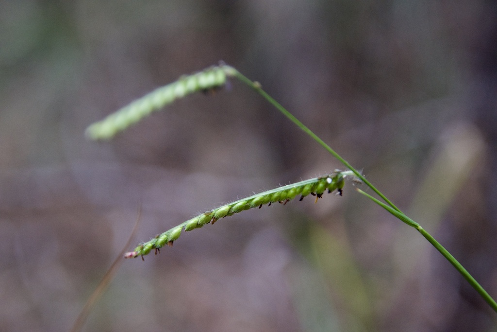 spreading liverseed grass from Southport, QLD, AU on July 27, 2023 at ...