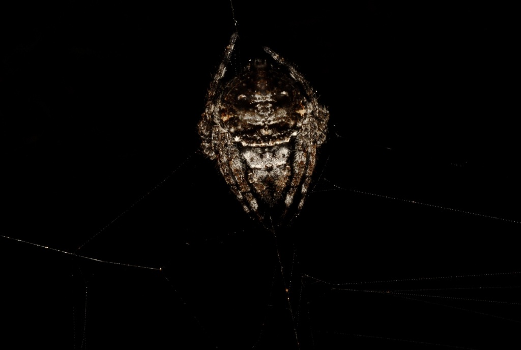 Darwin's Bark Spider from Mantasoa, Madagascar on July 25, 2023 at 11: ...