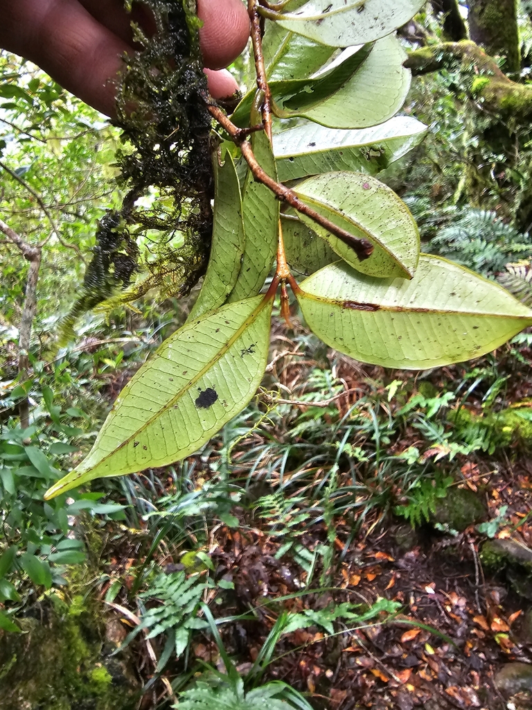 Waterberries from Limpinwood NSW 2484, Australia on July 27, 2023 at 03 ...