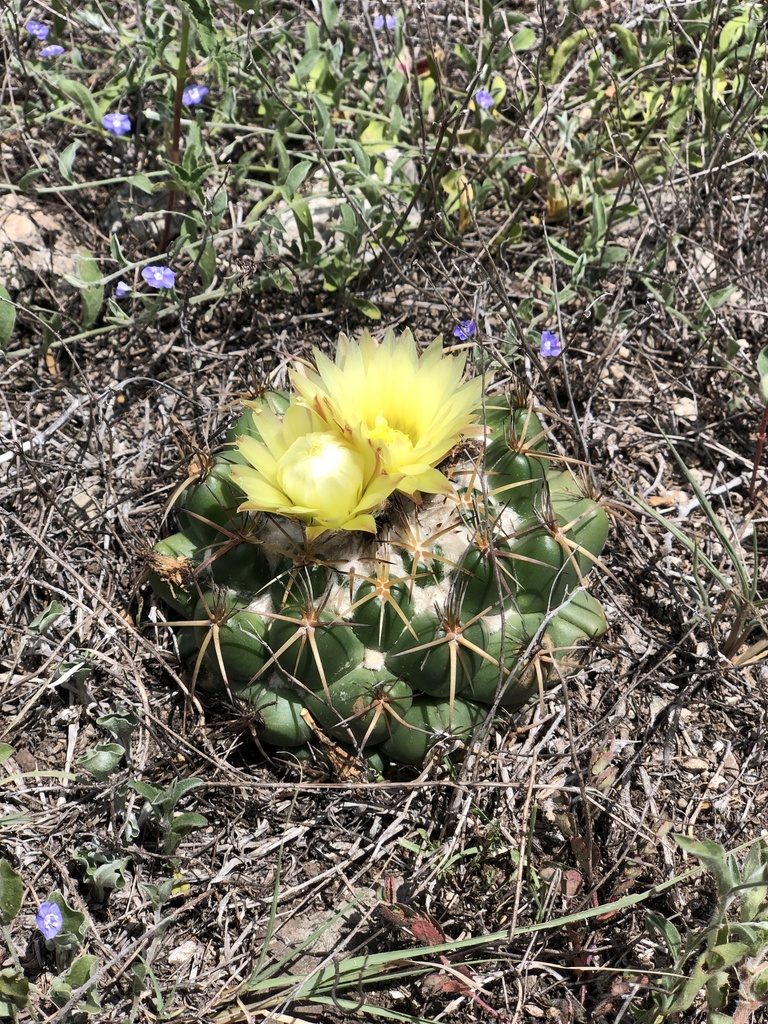 Coryphantha pycnacantha in July 2023 by amira719 · iNaturalist