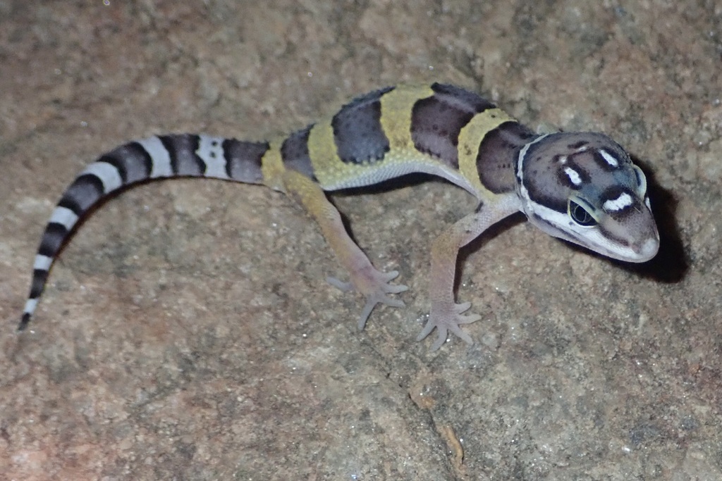 Common Leopard Gecko from Sanjay Van, New Delhi, Delhi, India on July ...