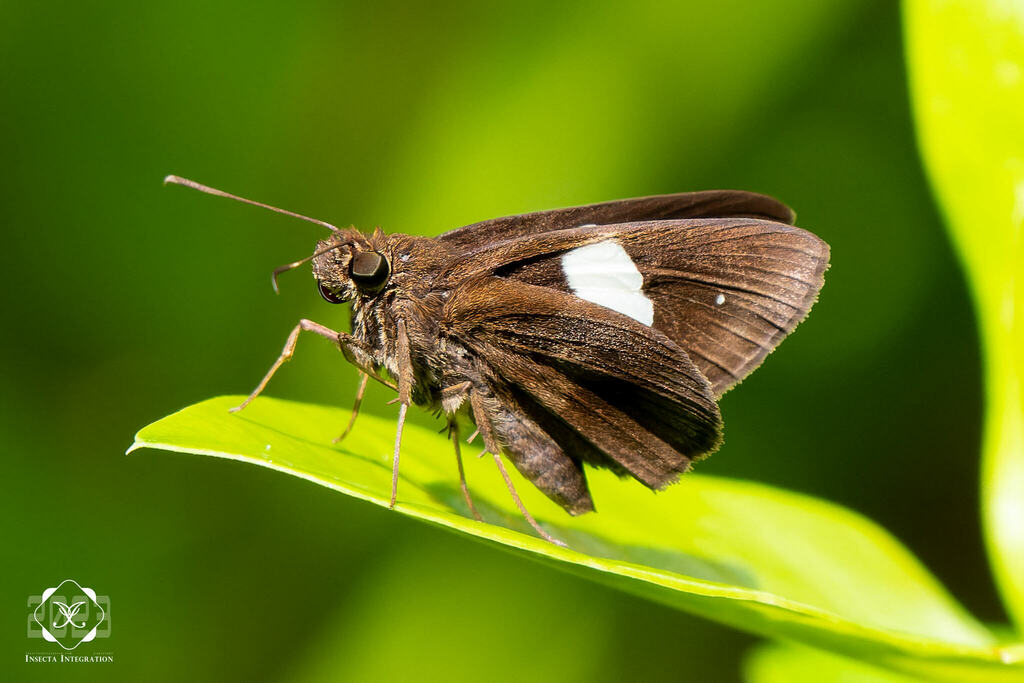 common banded demon from 马来西亚沙巴拉瑙 on July 15, 2023 at 10:04 AM by ...