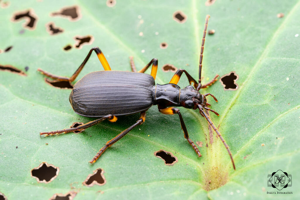 Pheropsophus from 马来西亚沙巴拉瑙 on July 15, 2023 at 10:05 PM by Winsten ...