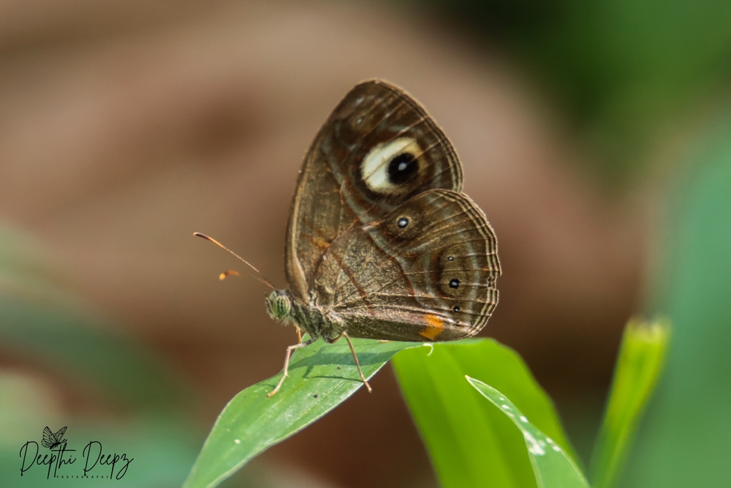 Malabar Glad-eye Bushbrown from Wayanad on November 23, 2020 at 10:50 ...