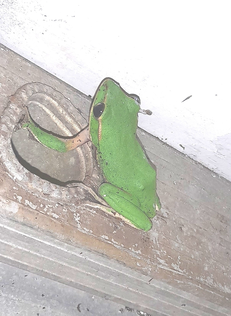 Emerald Green Tree Frog in July 2023 by ihenglan · iNaturalist