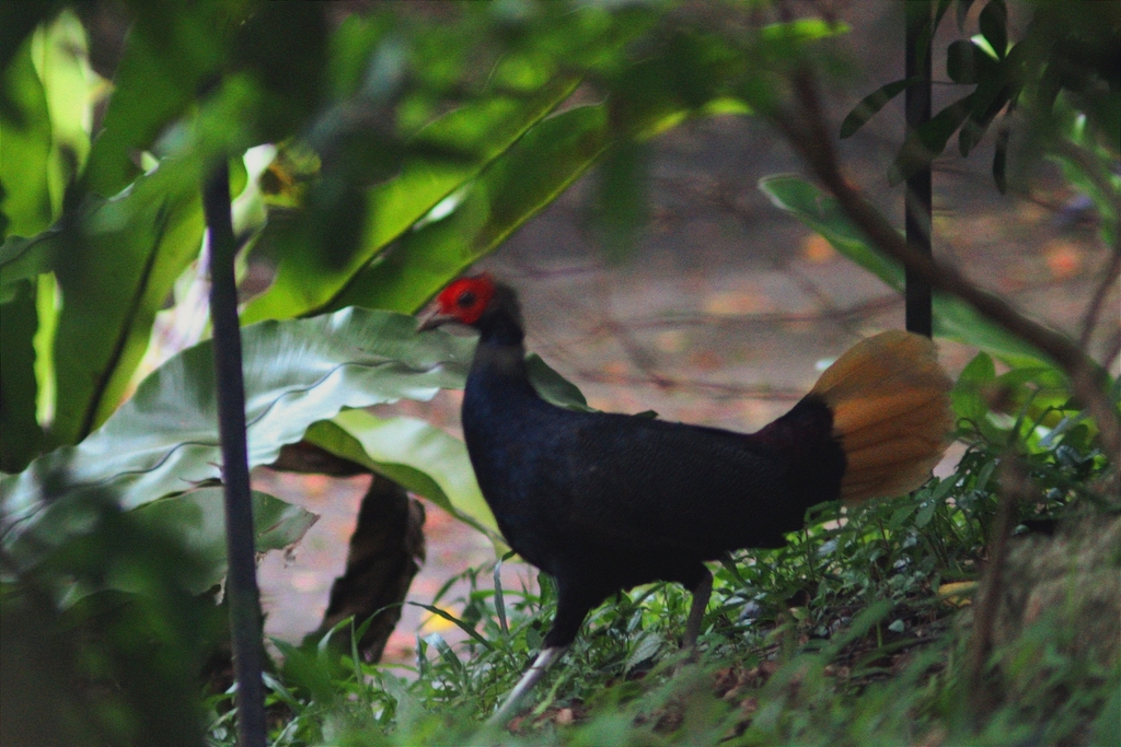 Malayan Crestless Fireback from 11800 Gelugor, Penang, Malaysia on July ...