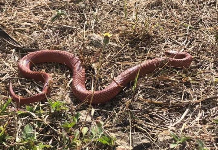 Blood Snake from Calle 22 107, Cholul, YUC, MX on January 20, 2019 at ...