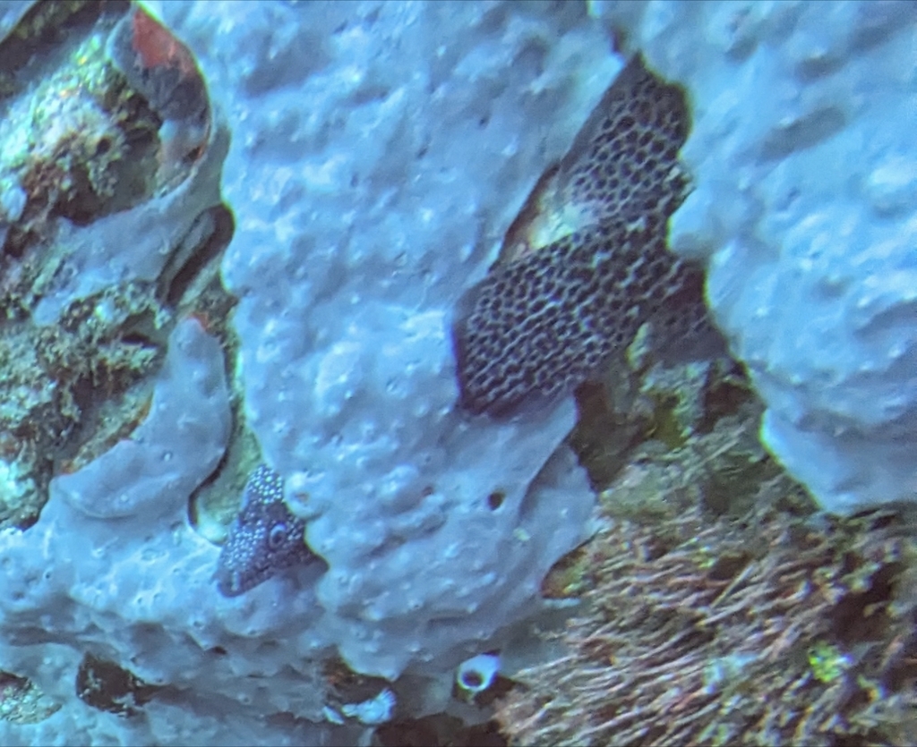 Spotted Moray on July 27, 2023 at 08:30 AM by John · iNaturalist