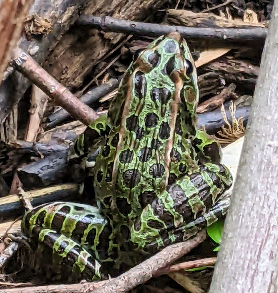 Northern Leopard Frog from Forêt Deschênes, Gatineau, QC, Canada on ...