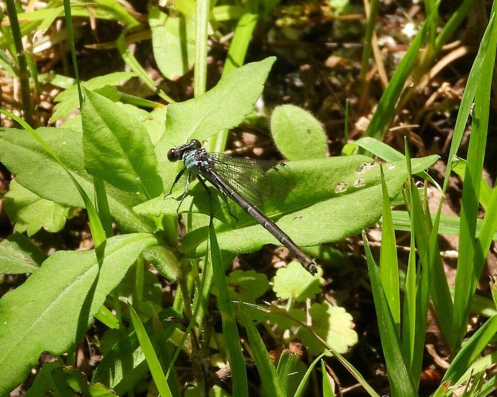 Blue-fronted Dancer in July 2023 by Michael Dawber · iNaturalist