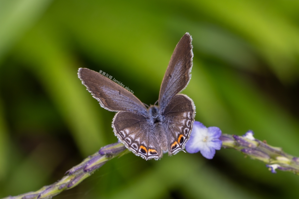 Gossamer-winged Butterflies from Raja Ampat, ID-IB, ID on July 18, 2023 ...