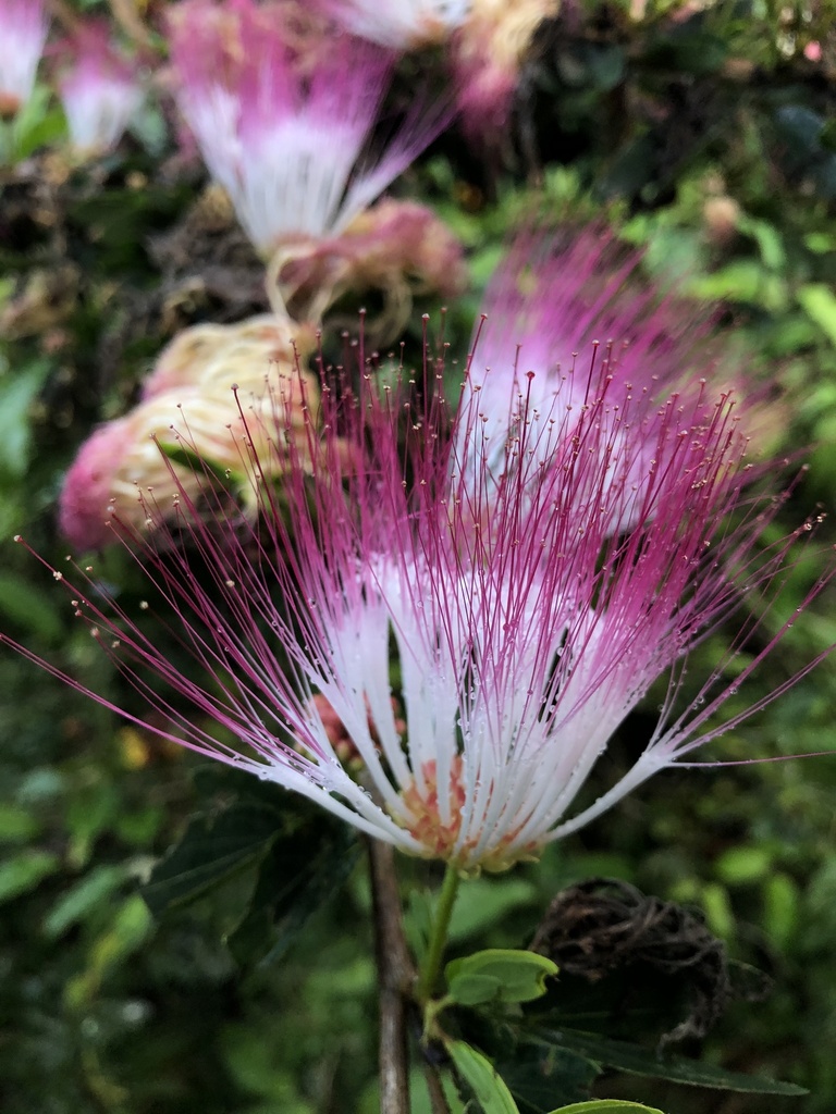 Calliandra pittieri from San Miguel de Los Bancos, Pichincha, EC on ...