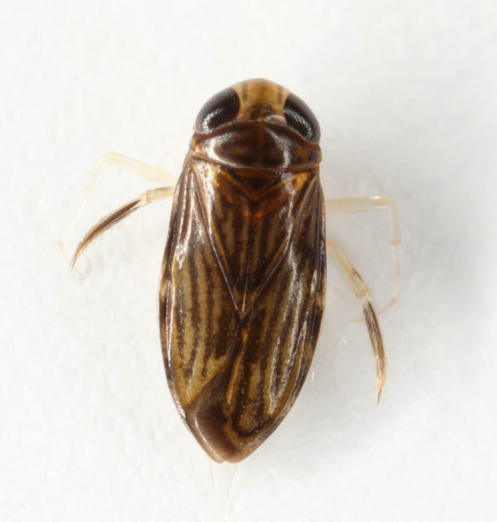 Micronecta ludibunda in July 2023 by Chris Rorabaugh · iNaturalist