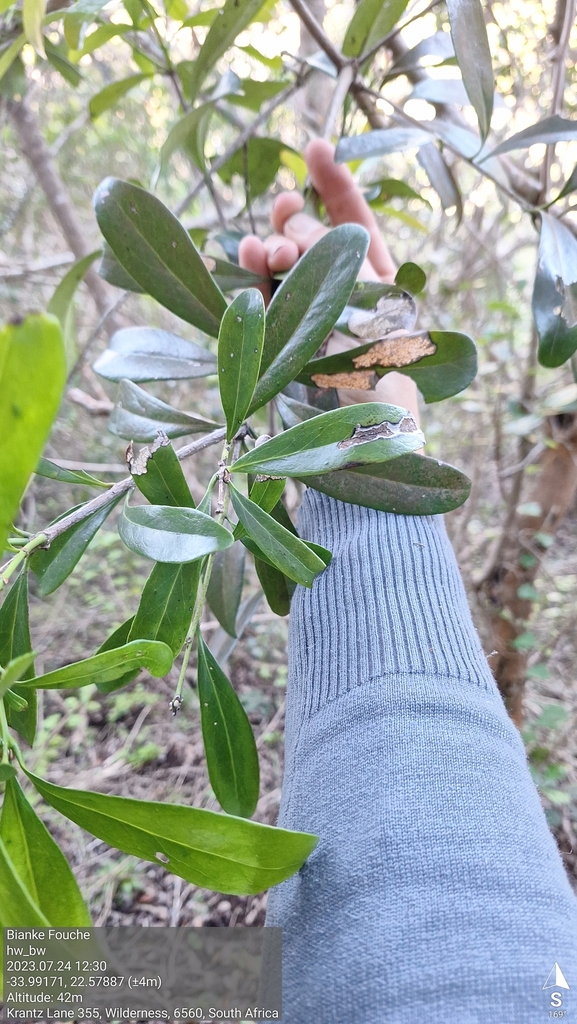Whitebark Gwarrie from Wilderness, 6560, South Africa on July 24, 2023 ...