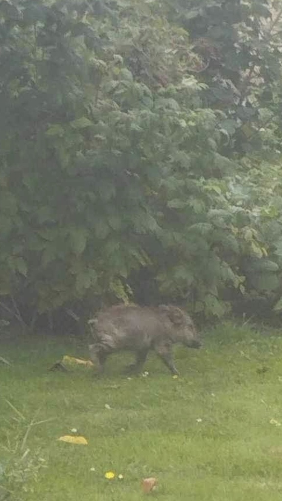 Wild Boar from Résidence Albert Vallet, Saint-Jean-du-Cardonnay ...