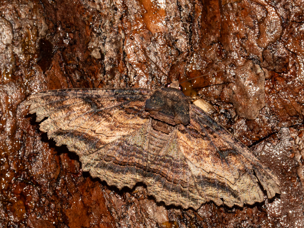 Lunate Zale Moth from Anne Arundel County, MD, USA on July 12, 2023 at ...