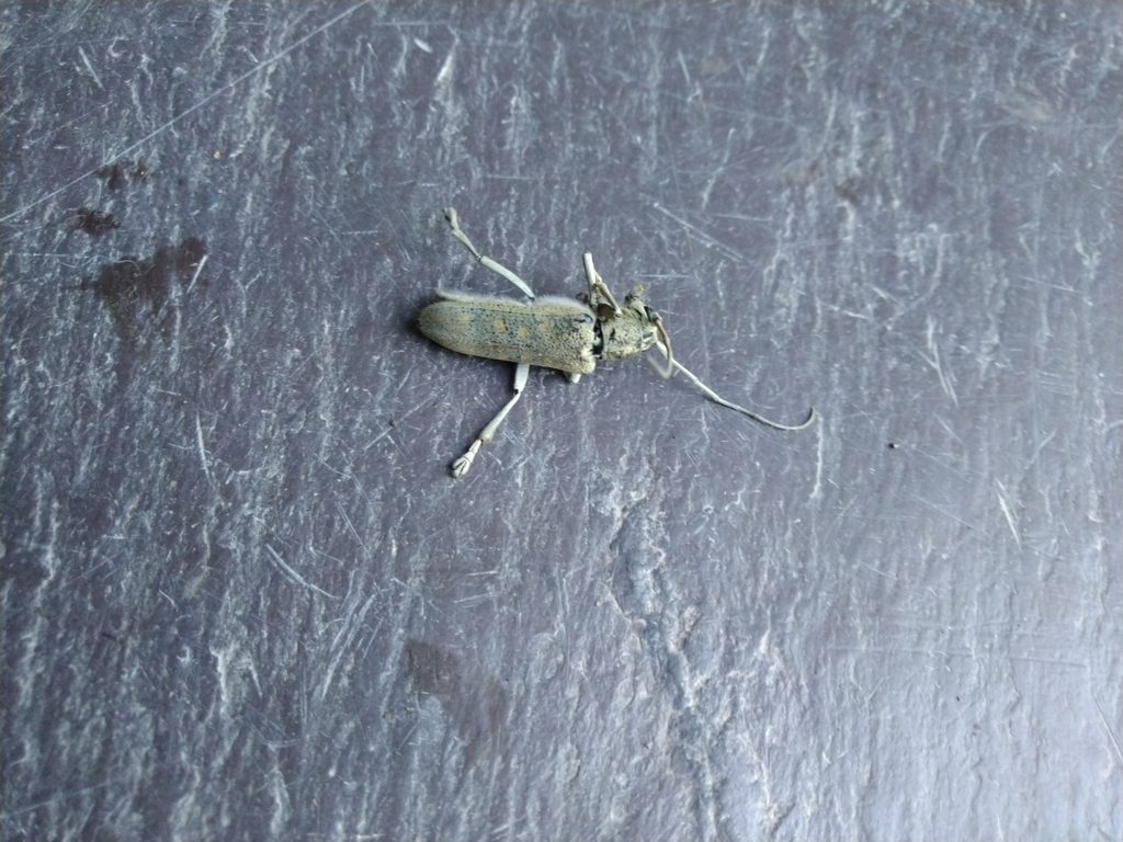 Poplar Borer from Ontario P0T, Canada on July 28, 2023 at 08:43 AM by ...