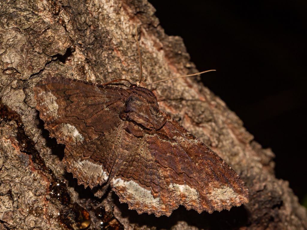 Lunate Zale Moth from Anne Arundel County, MD, USA on July 13, 2023 at ...