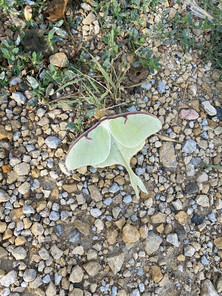North American Luna Moth from Second Ave, Randolph, MN, US on July 28 ...
