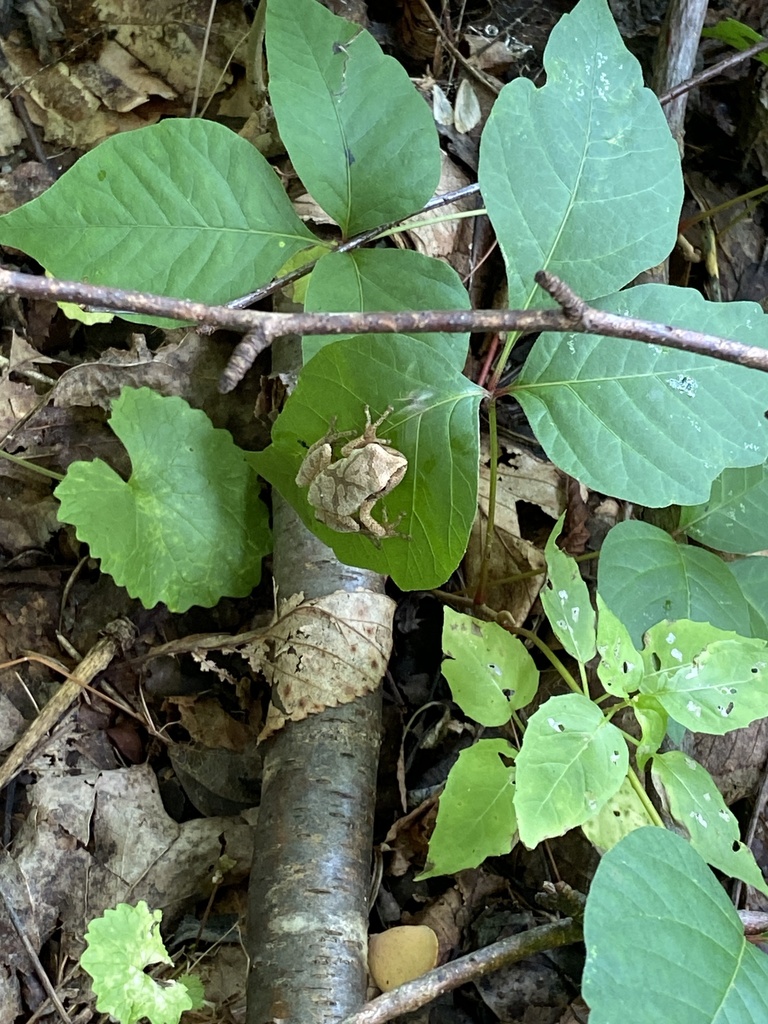 Spring Peeper from Delaware Water Gap National Recreation Area ...