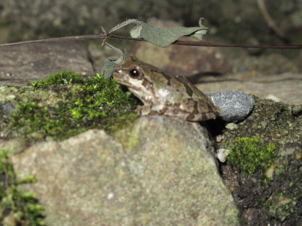 Japanese Tree Frog from Sakyo Ward on July 28, 2023 at 07:07 PM by ...