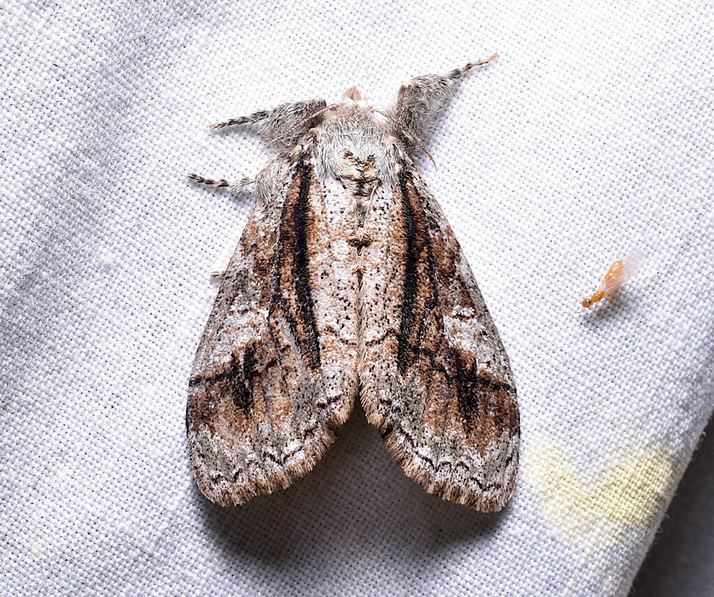 Streaked Tussock Moth from Morgantown, WV, USA on July 28, 2023 at 06: ...