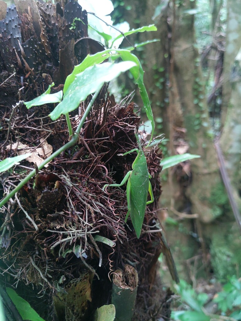 Phyllomimus from 台灣台北 on July 28, 2023 at 01:13 PM by waynehung ...