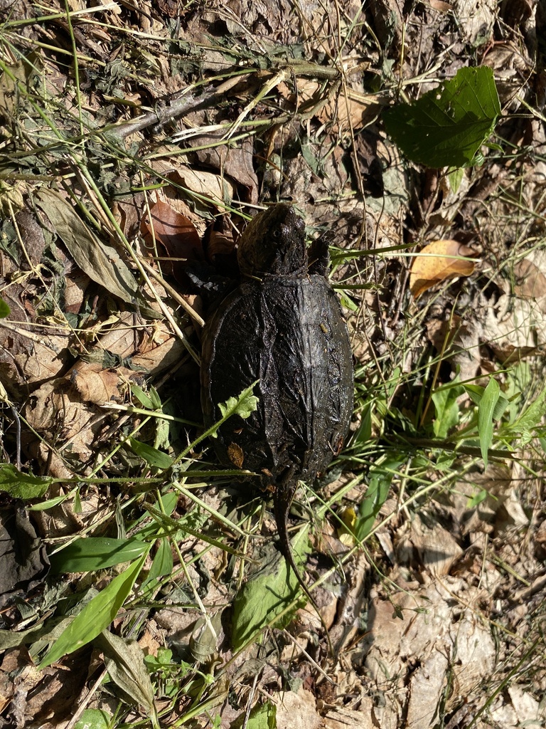 Common Snapping Turtle from Delaware Water Gap National Recreation Area ...