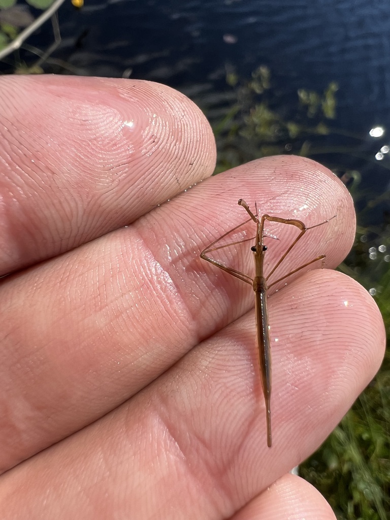 Ranatra from Sudbury, Unorganized, North Part, ON, CA on July 28, 2023 ...