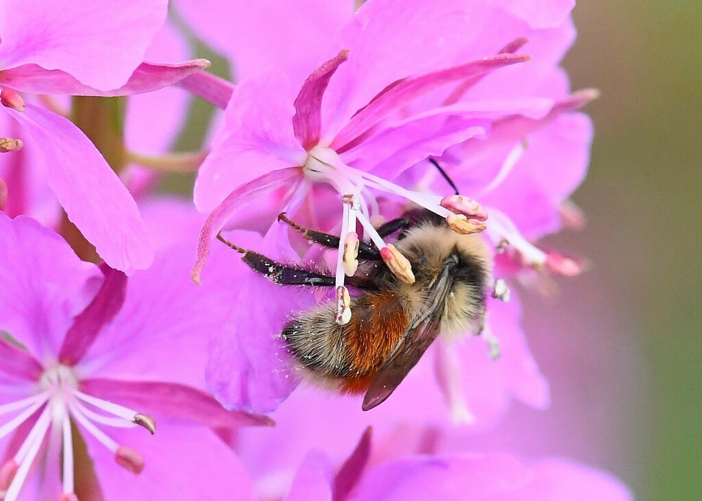 Forest Bumble Bee from Kuujjuaq, QC, Canada - Ippialuk road nr km8 on ...