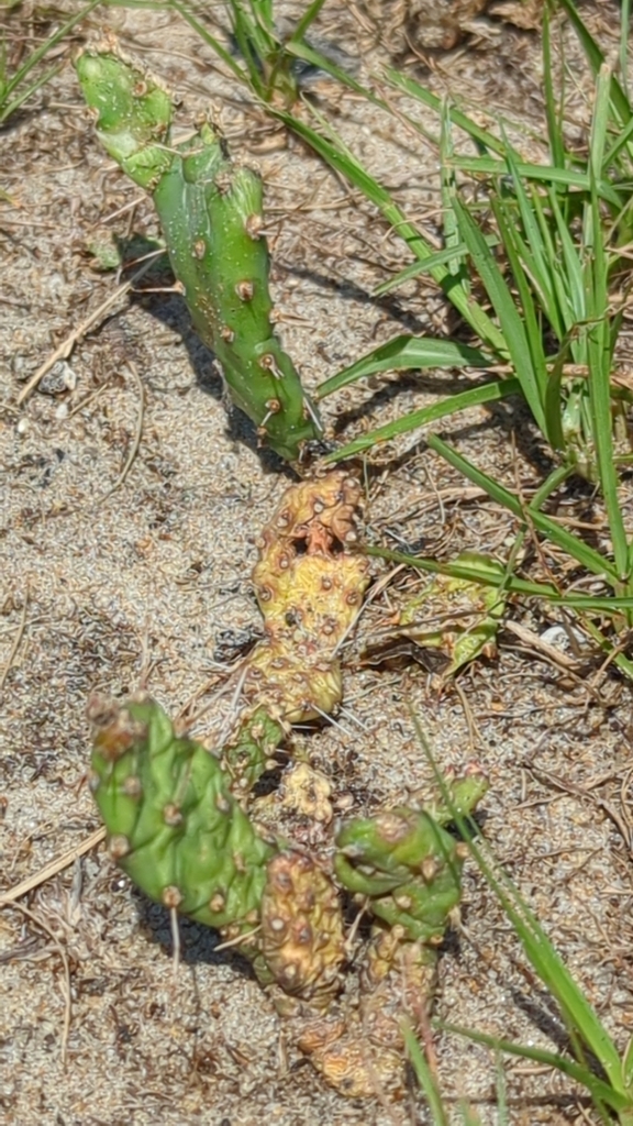 Creeping Cactus from 289J+WJ, Kill Devil Hills, NC 27948, USA on July ...