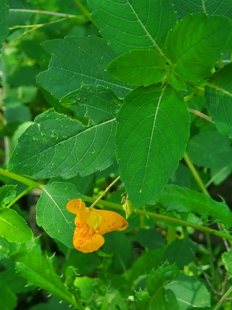common jewelweed from Perkasie, PA 18944, USA on July 28, 2023 at 11:47 ...