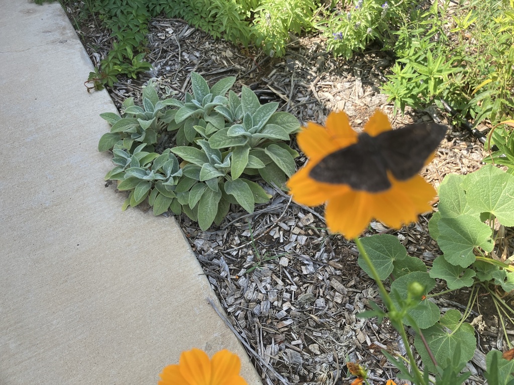 Spread-wing Skippers from Elk Ridge Dr, Stephenville, TX, US on July 28 ...