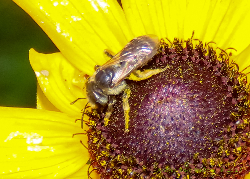 Ligated Furrow Bee from Barton, VT, USA on July 28, 2023 at 10:44 AM by ...