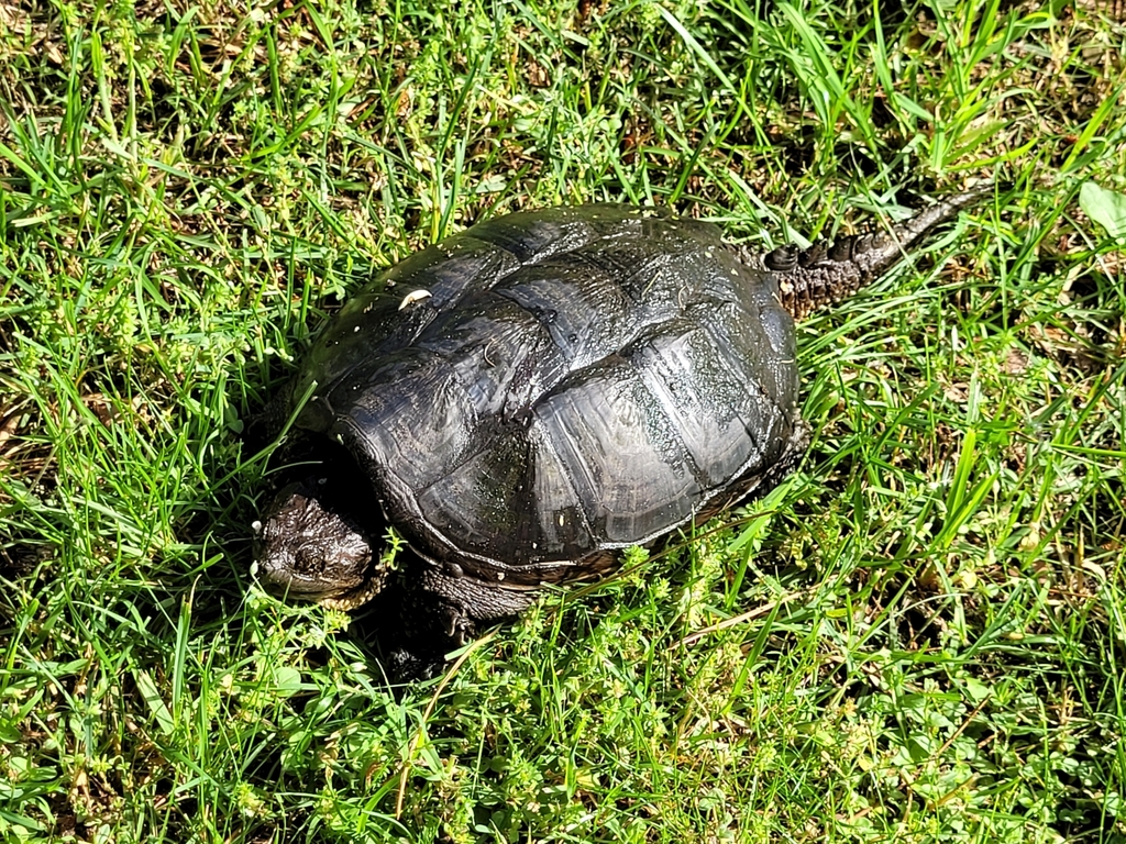 Common Snapping Turtle from Henrietta Township, MI, USA on June 16 ...