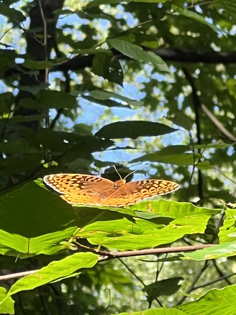 Great Spangled Fritillary from Tyler Arboretum, Media, PA, US on July ...