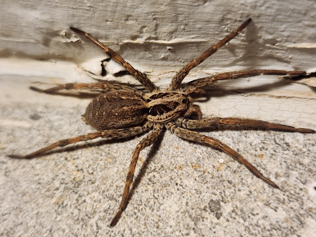 Radiated Wolf Spider from Eparchiaki Odos Argostoliou - Lakithras ...