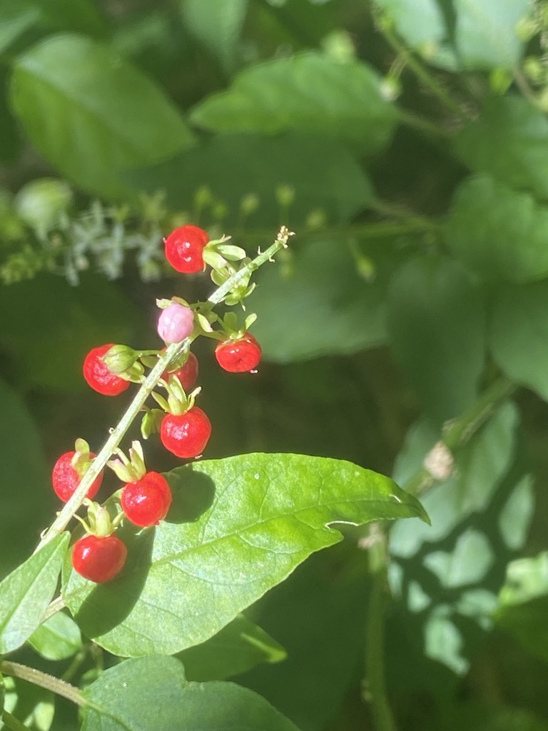 pigeonberry from Gilbert Nature Reserve, Bermuda, BM on July 26, 2023 ...