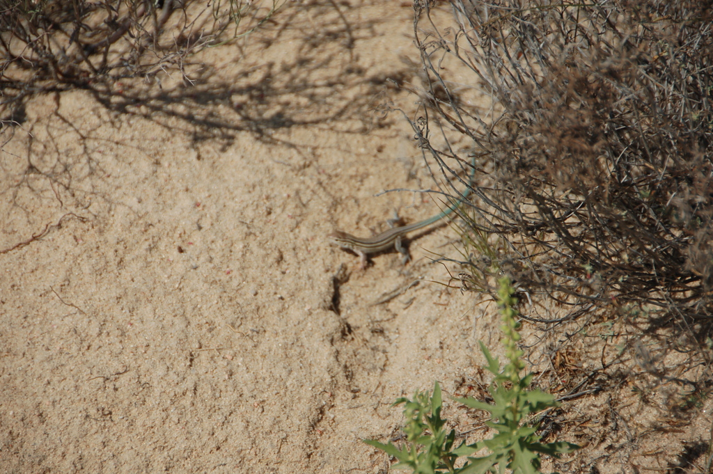 Prairie Racerunner from Pueblo County, CO, USA on September 21, 2007 at ...