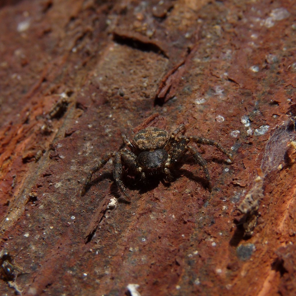 Multicolored Bark Crab Spider from Sullivan County, TN, USA on December ...