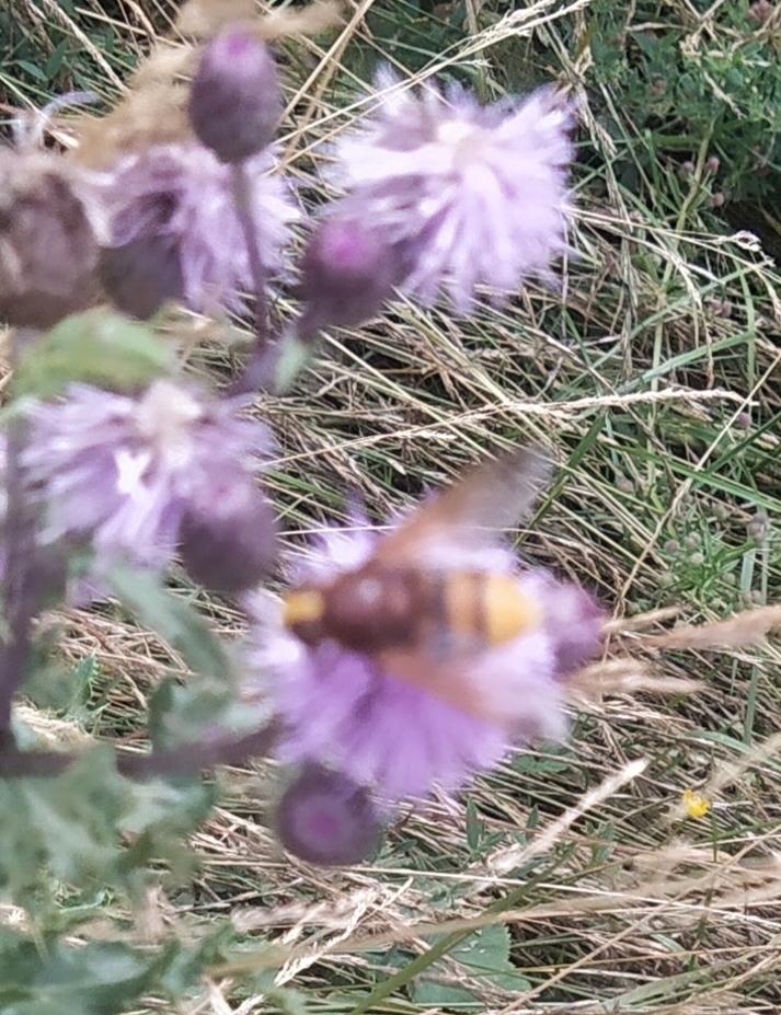 Hornet Mimic Hover Fly from J6P2+G6, 26340 La Chaudière, France on July ...