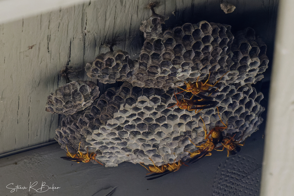 Yellow Paper Wasp from Comté de Yavapai, Arizona, États-Unis on April ...