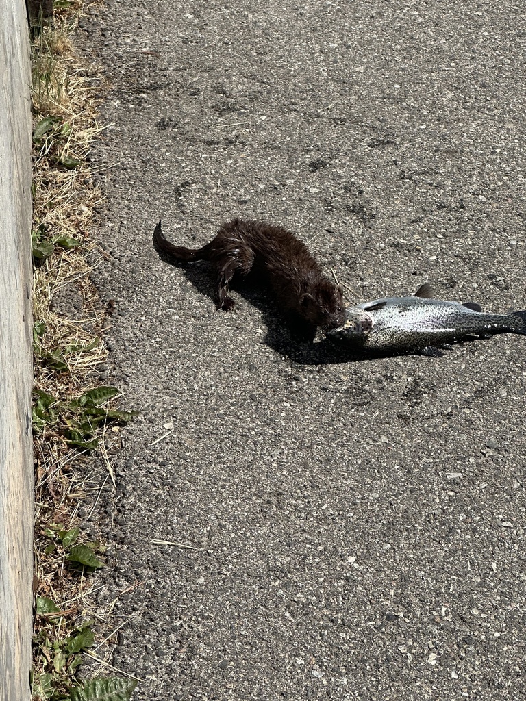 American Mink from Fish Hatchery Dr, Twin Lakes, CO, US on July 28 ...