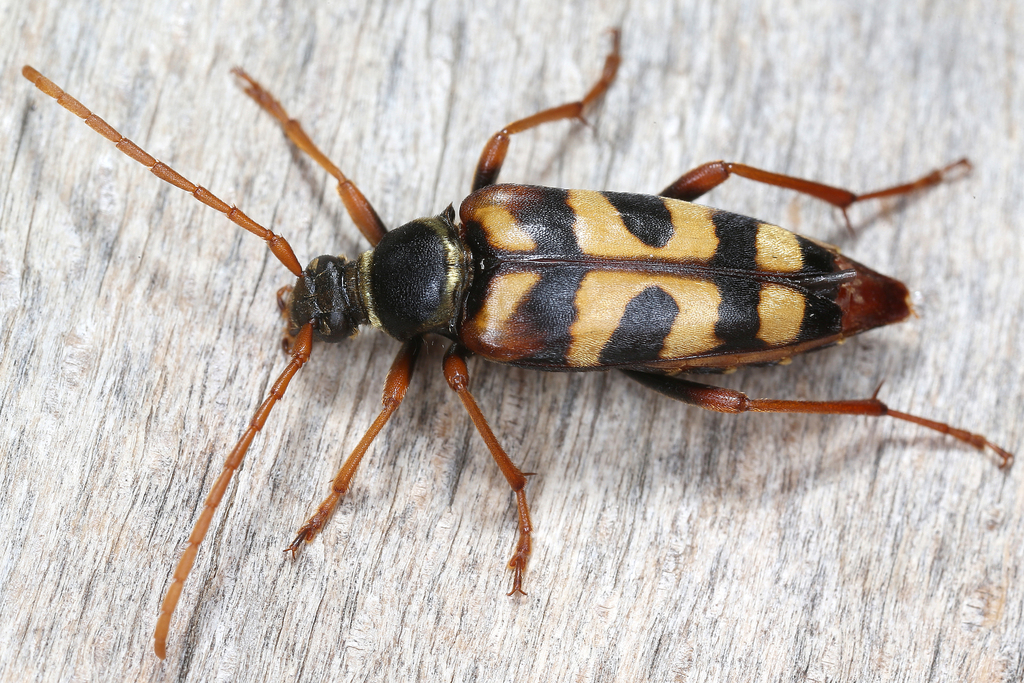 hornet beetle from Hartberg-Fürstenfeld, Österreich on July 28, 2023 at ...