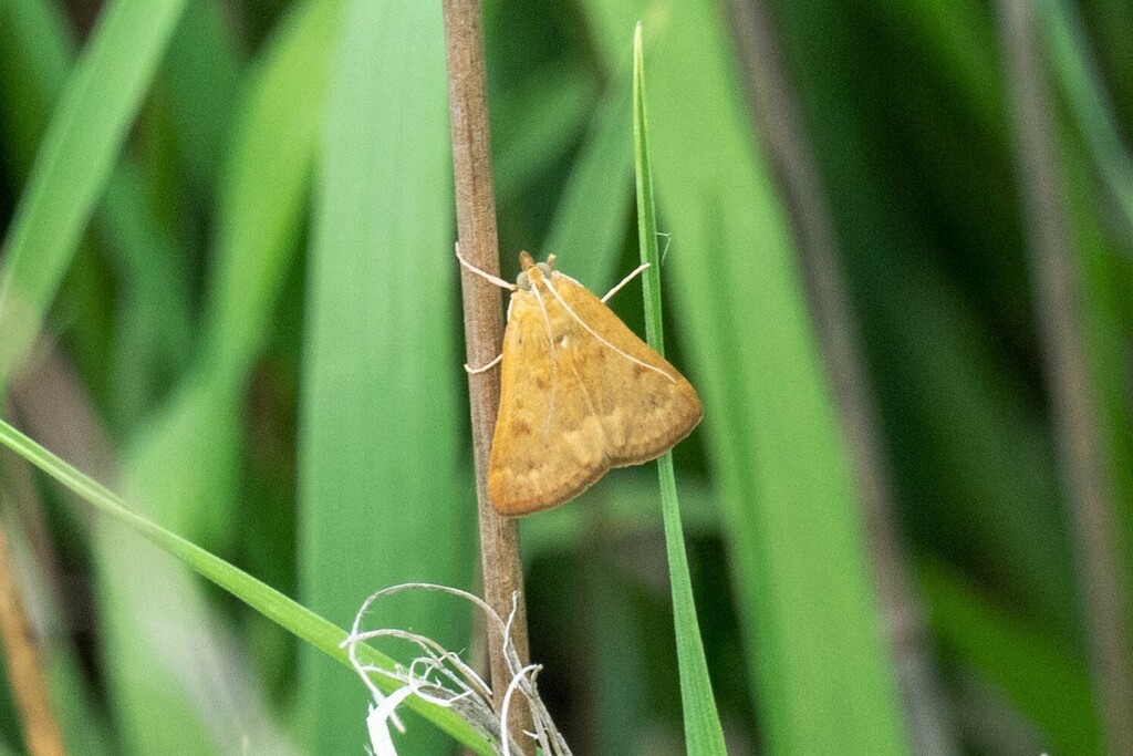 Garden Webworm Moth from Lancaster County, NE, USA on July 27, 2023 at ...