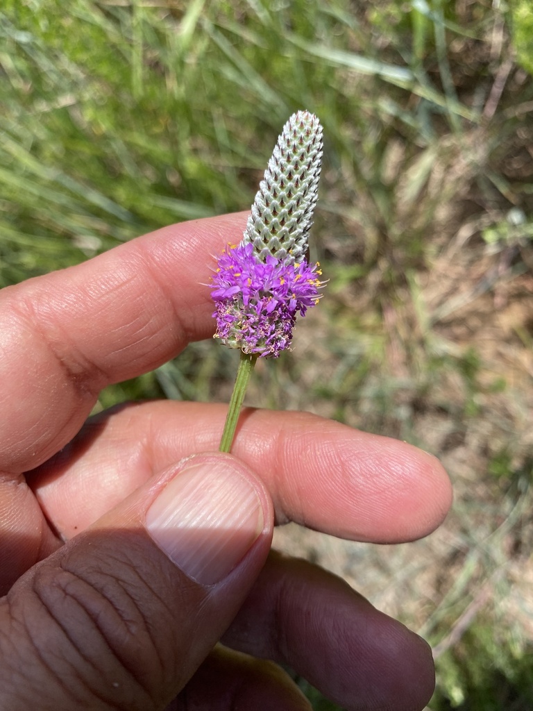 purple prairie clover from Rush Springs, OK, US on July 28, 2023 at 12: ...