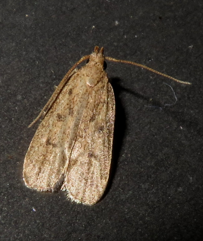 Juniper Tip Moth from Nassau County, US-NY, US on July 25, 2023 by ...
